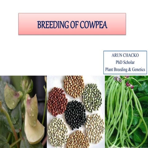 Breeding of cowpea | PPTX