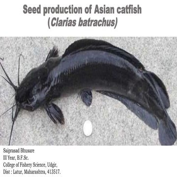 Magur fish(Clarias batrachus) | PPTX