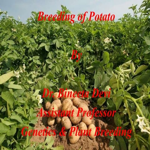 Breeding of potato | PPTX