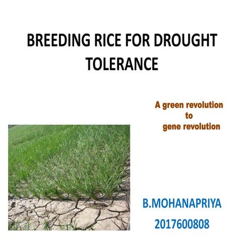 Breeding rice for drought | PPTX