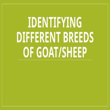 Different breeds of sheep and their characteristics | PPTX