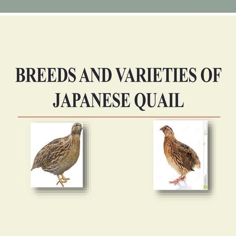 Breeds and varieties of quail | PPTX