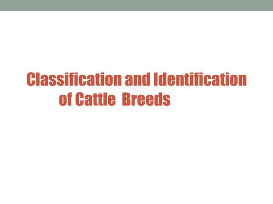 Dairy cattle breeds | PPT