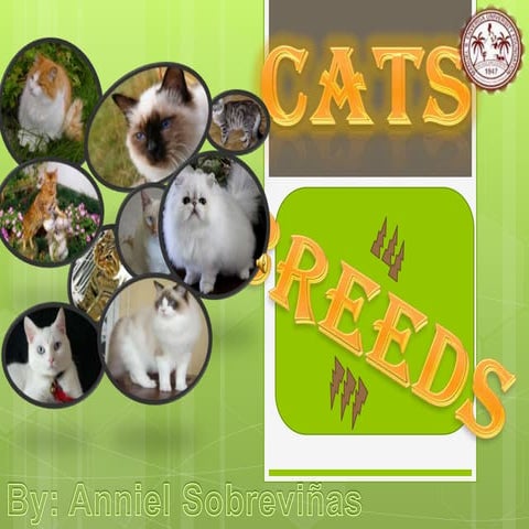 Cat's Breeds | PPTX
