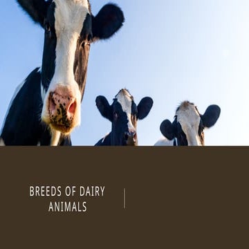 Different Breeds of Dairy Animals - Cattle | PPT