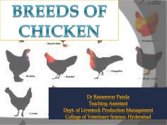 Animal Science Terminologies.pptx | Birds | Pets