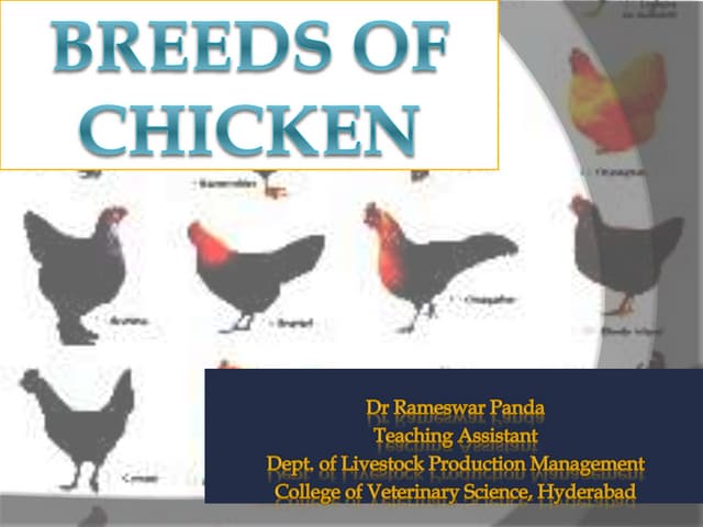 Philippine Native Chicken: The BANABA NATIVE CHICKEN of CALABARZON | DOCX