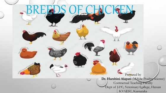 Philippines-Native-Chicken.pptx file copy | PPT