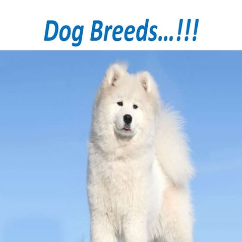 Breeds of dogs | PPT