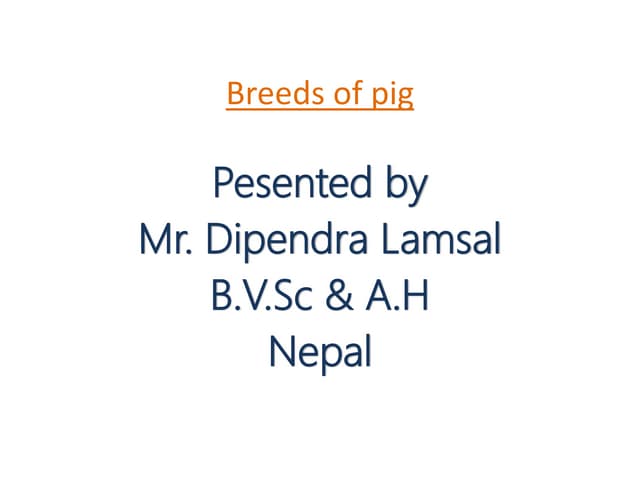 The different breeds of swine | PPTX