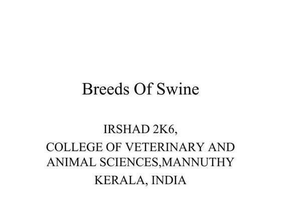 Philippines-Native-Chicken.pptx file copy | PPT