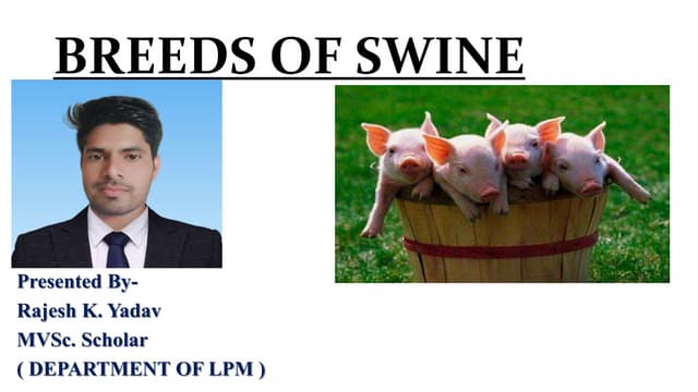 The different breeds of swine | PPTX