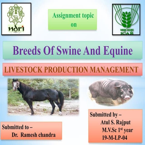 The different breeds of swine | PPTX