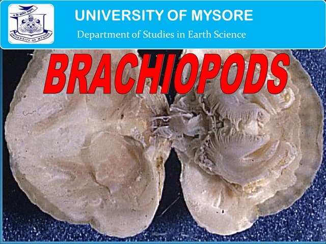 Classification of brachiopoda | PDF