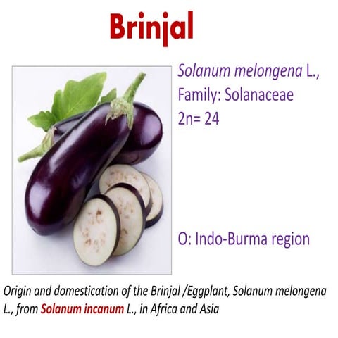 Brinjal breeding | PPTX