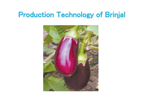 Broad bean by harmanjeet | PPT