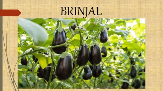 BRINJAL CULTIVATION , PRODUCTION TECHNOLOGY OF BRINJAL | PPTX ...