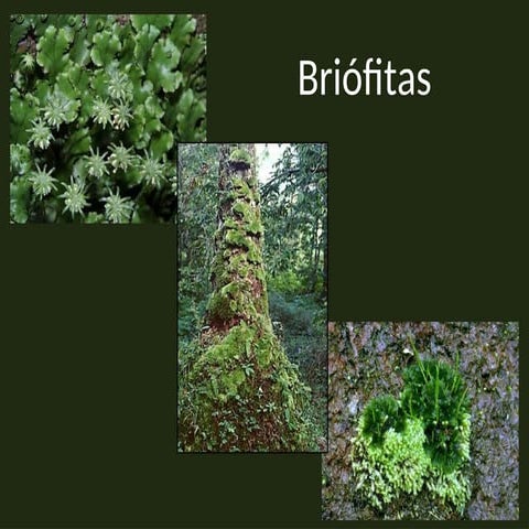 Briofitas Caracteristicas de los tres grandes grupos_.pptx