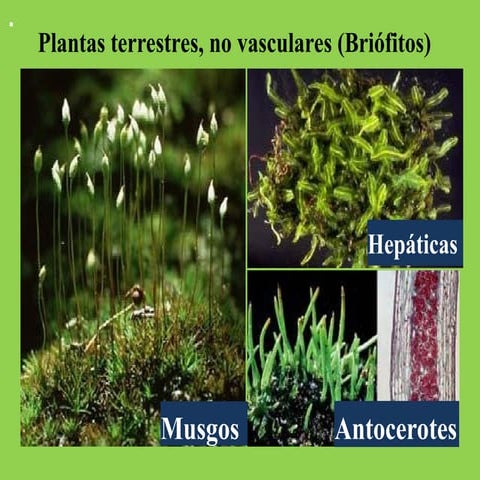 Presentación de Briofitas 2015 Diapositivas.ppt