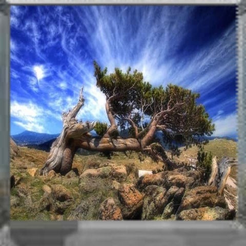 Bristle cone pine | PPT