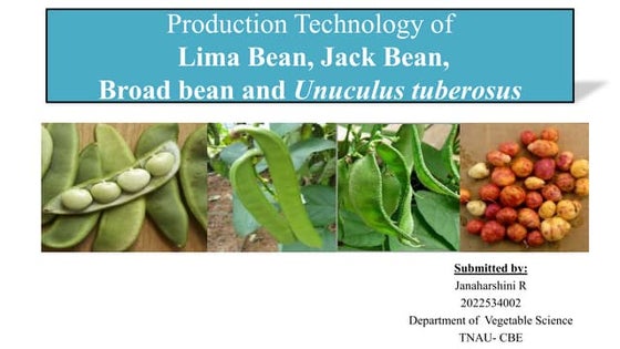 Broad bean by harmanjeet | PPTX