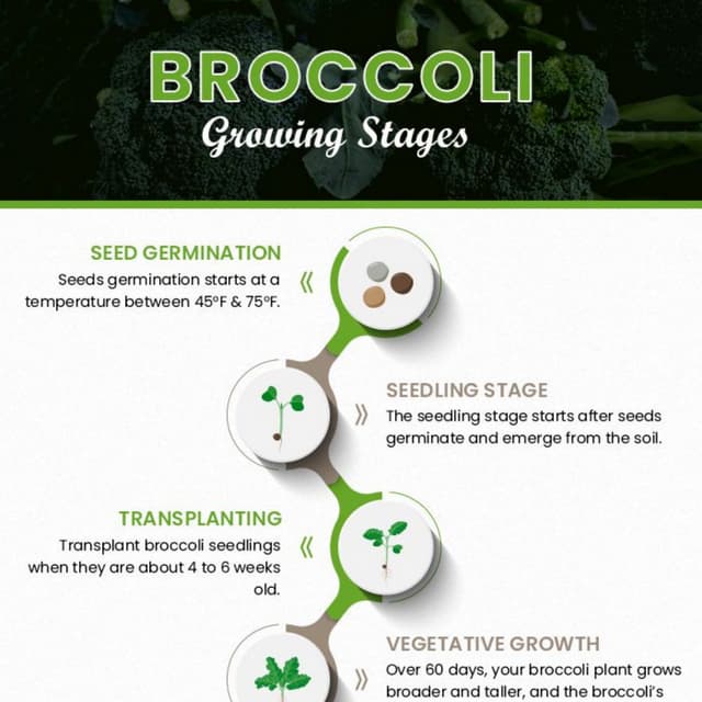 Broccoli Plant Growing Stages | PDF