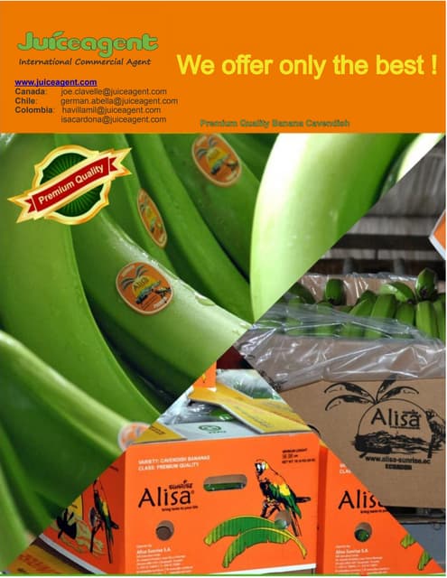 Henry Villamil, Focono led