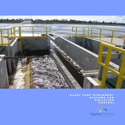 Presentación Algas | PDF