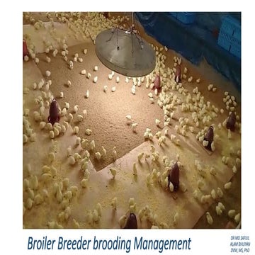 Broiler breeder brooding management.pptx
