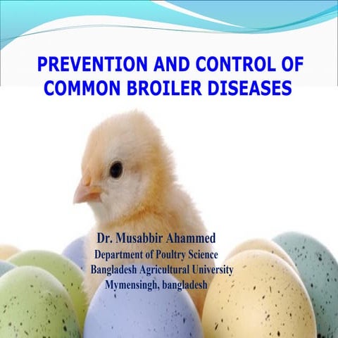 Broiler diseases | PPT