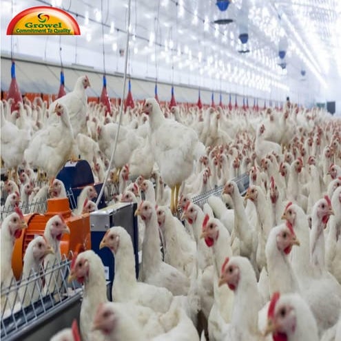 Broiler mgmt guide_2008 | PDF