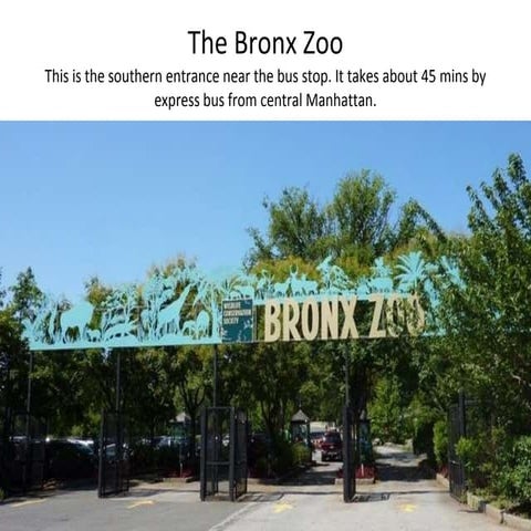 Bronz Zoo Slides | PPT