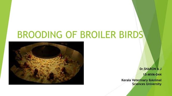 Brooding in poultry | PPT