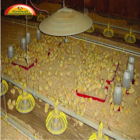 Broiler Brooding Management | PDF