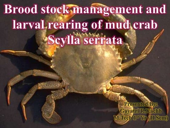 Common carp introduction & Morphology and its behaviour characteristics ...