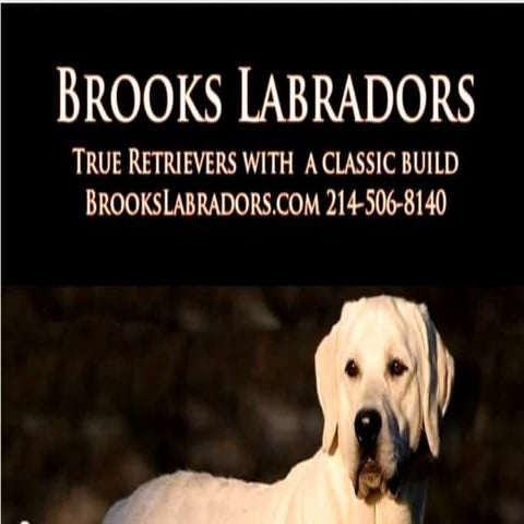Brooks labradors in texas | PPTX | Dogs | Pets