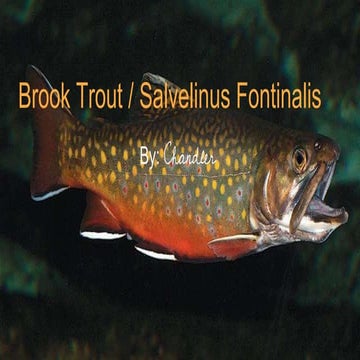Brook Trout salvelinus fontinalis | PPTX