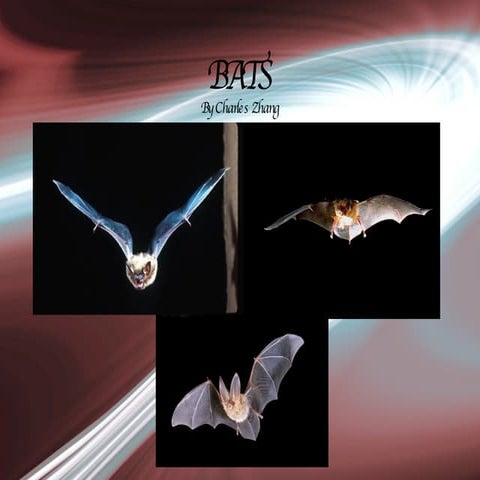 Batty About Bats! | PPTX