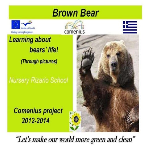 Brown bear | PPT