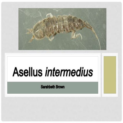 Asellus intermedius | PPTX
