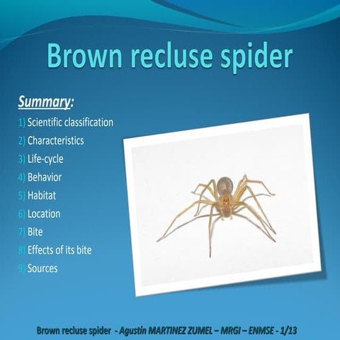 Brown recluse spider | PPT