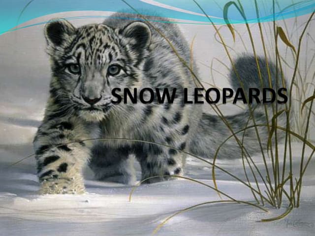 Snow leopard | PPTX