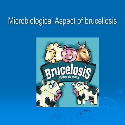 Brucella | PPT