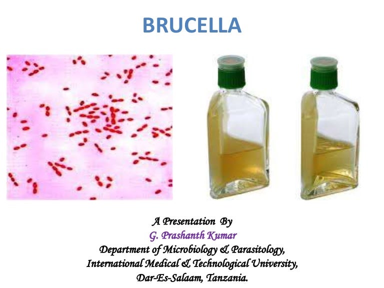 Brucella