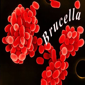 Brucella | PPTX