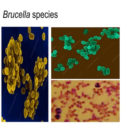 Brucella.pptx