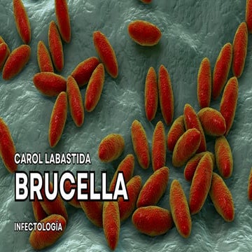 BRUCELLA detalles de la bacteria y afectaciones en la salud pública | PDF
