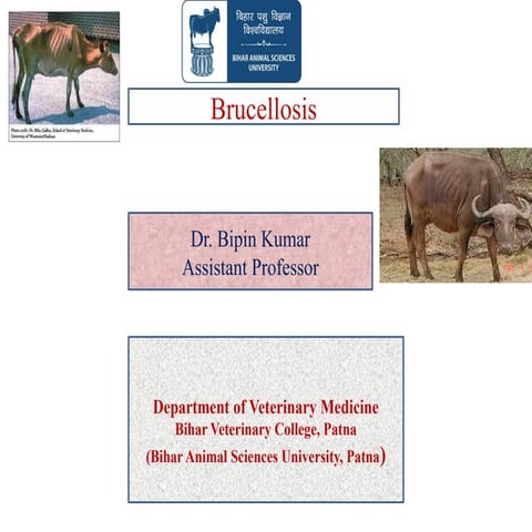 Brucella species of veterinary importance | PPT