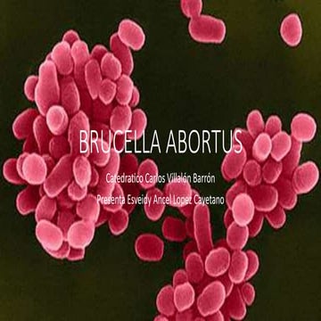 BRUCELLA ABORTUS.pptx