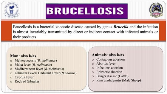 Brucellosis | PPTX | Infectious Diseases | Diseases and Conditions